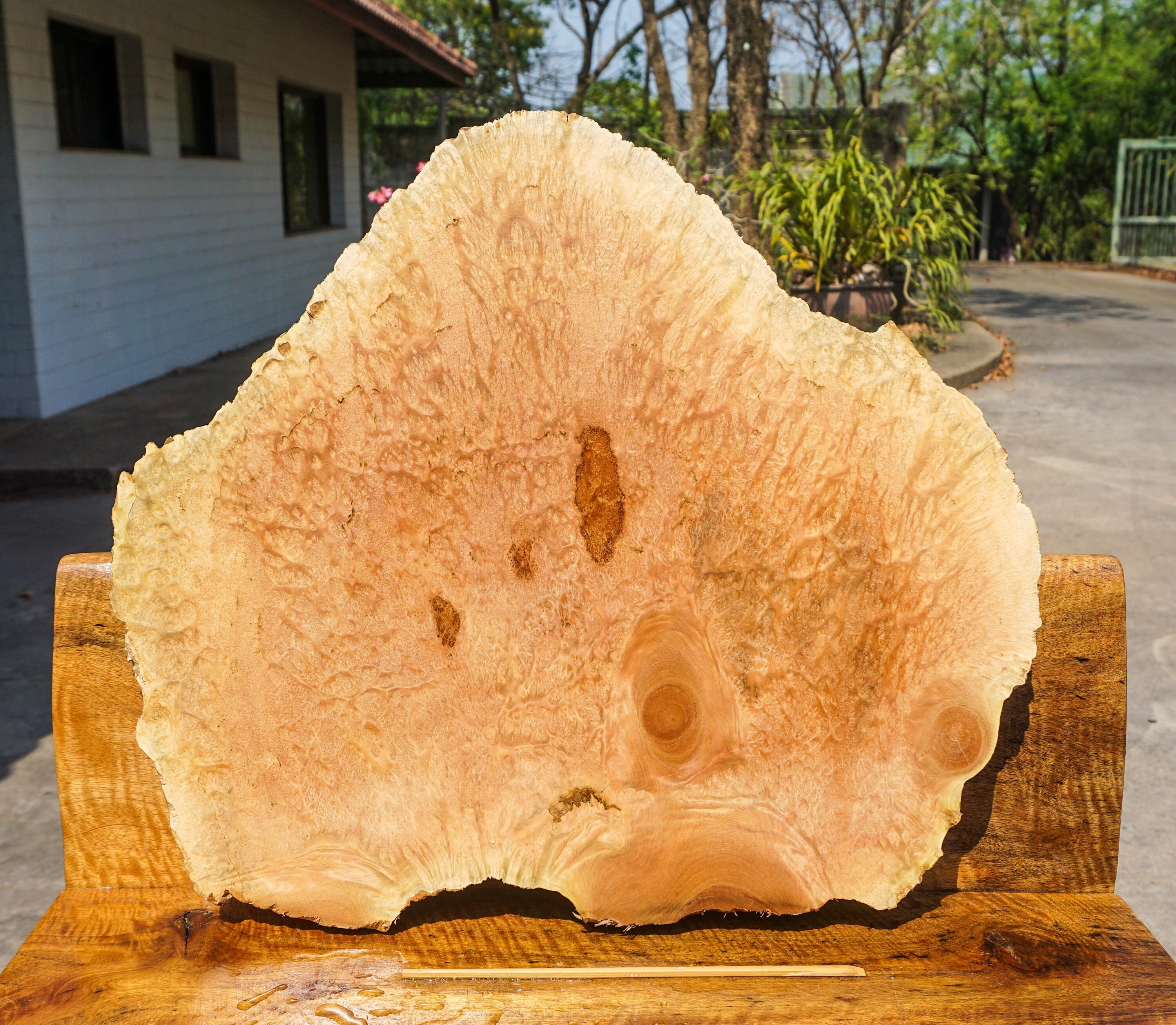 Rare Bungor BURL LUMBER Live Edge Natural Slab Wood Resin Epoxy Table ...