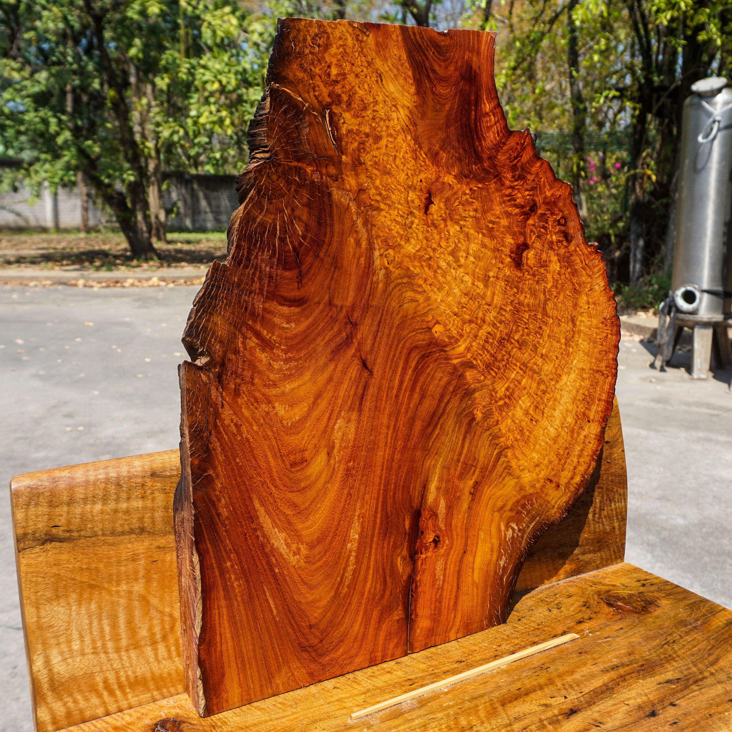 Gold Amboyna BURL LUMBER Live Edge Natural Slab Wood Resin - Etsy