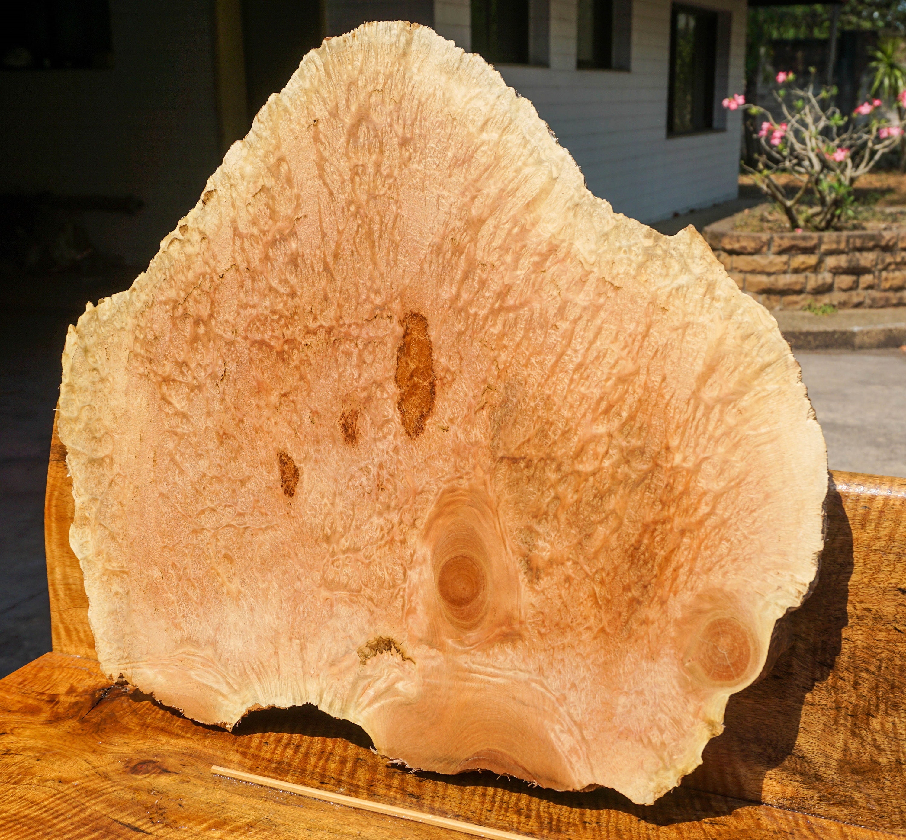 Rare Bungor BURL LUMBER Live Edge Natural Slab Wood Resin Epoxy Table ...