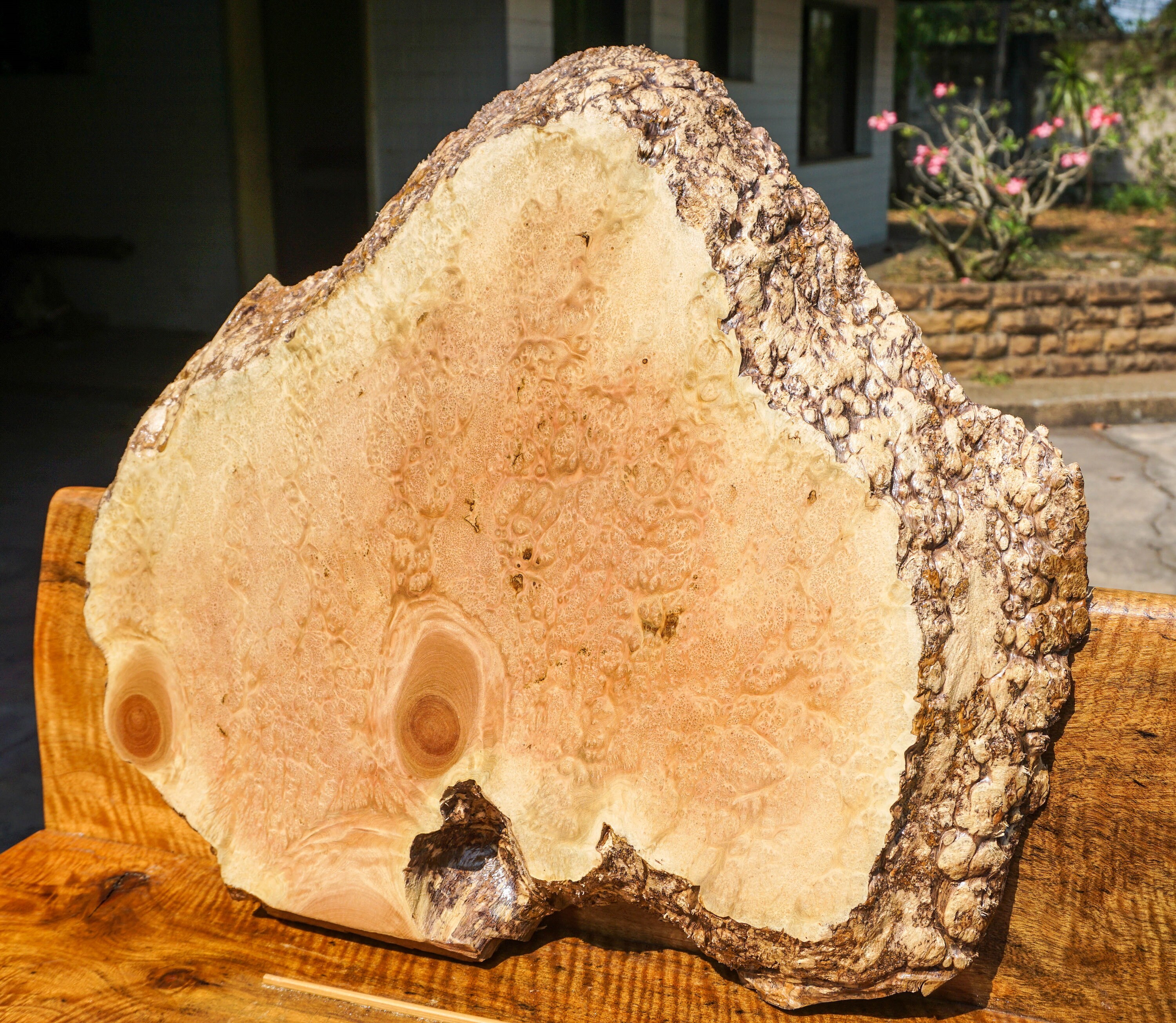 Rare Bungor BURL LUMBER Live Edge Natural Slab Wood Resin Epoxy Table ...