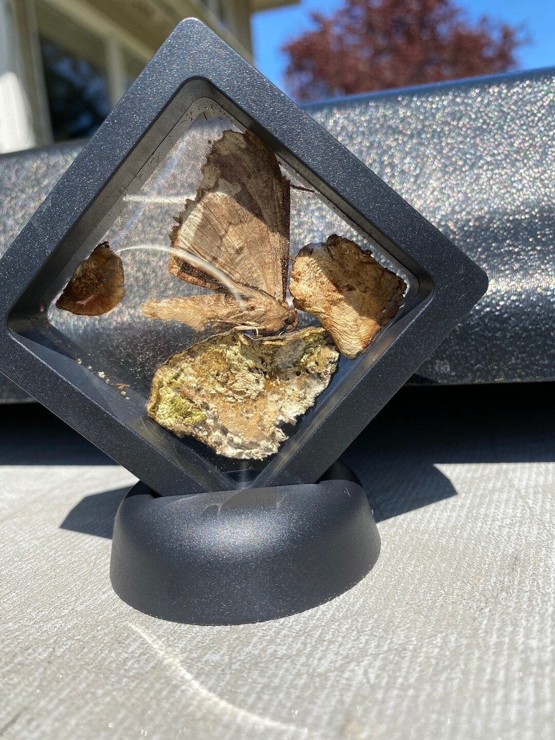 Moth Mushroom Display - Etsy