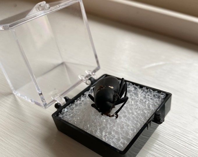 Preserved Pinacate Beetle Sealed in Display Case. Stink Beetle - Etsy