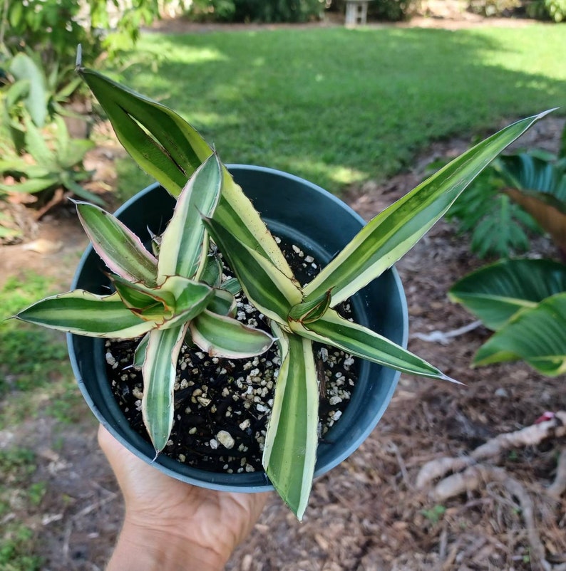 DWARF Agave Quadricolor / RARE Quadricolor Century Plant / Agave ...