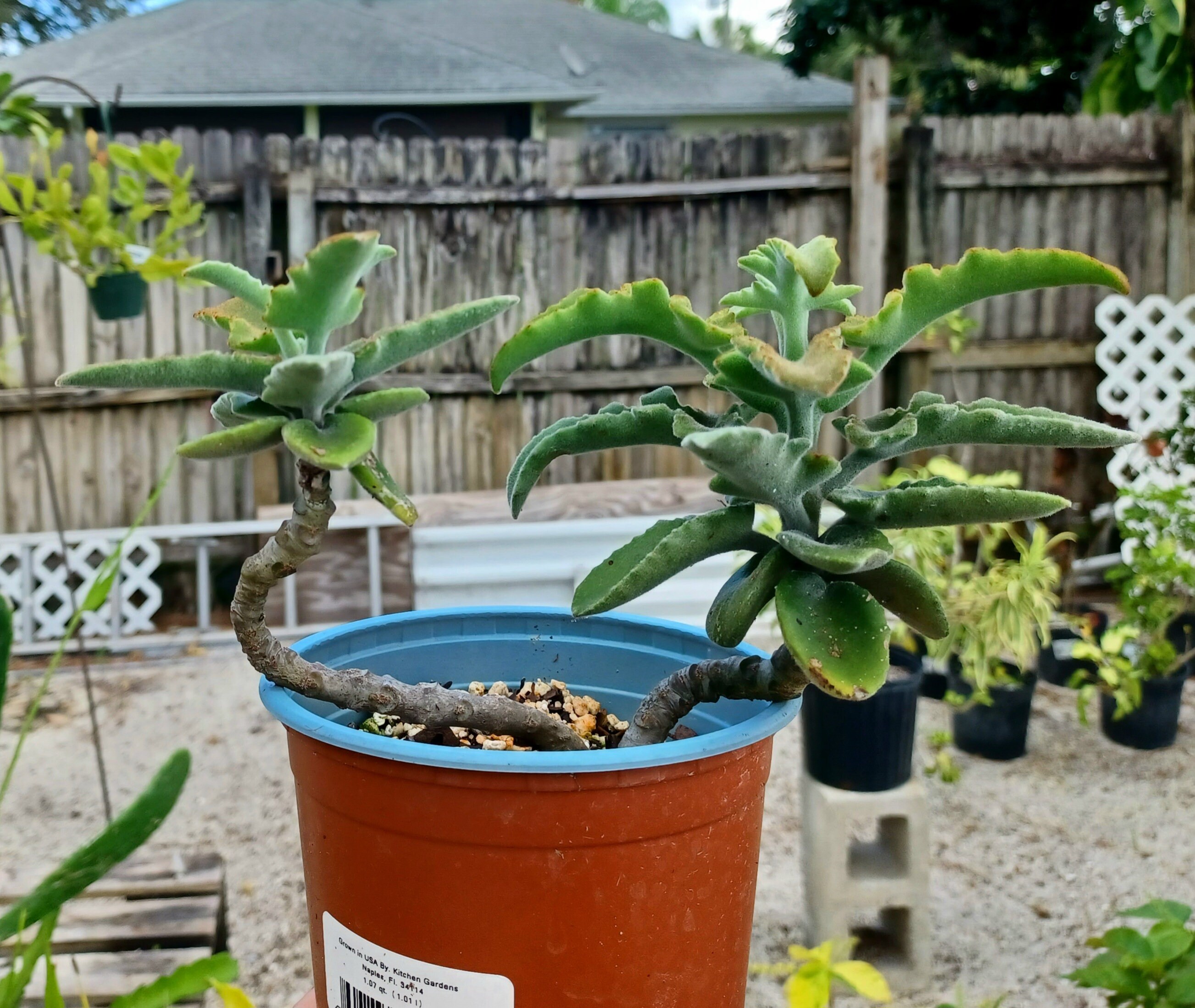 Rare Kalanchoe Beharensis Fang Tree / Felt Plant - Etsy