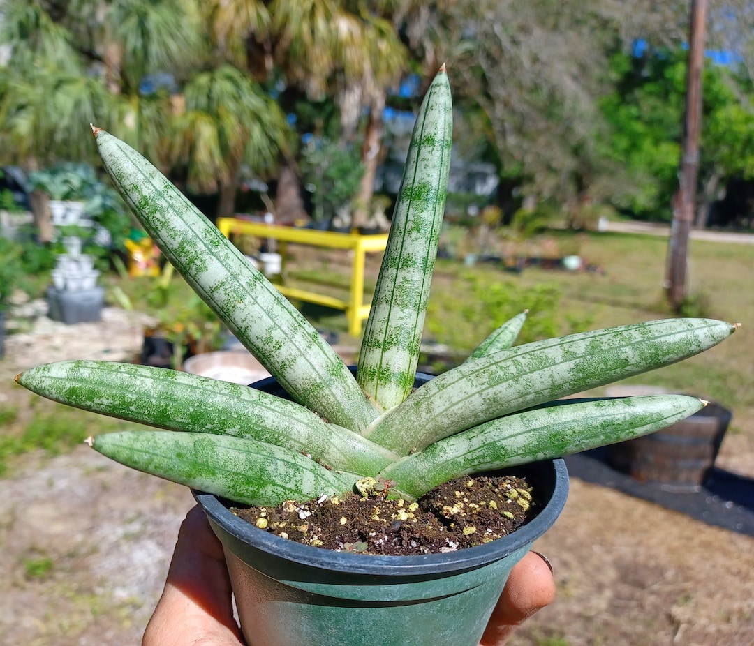 Starfish Sansevieria Sansevieria Cylindrica Boncel Etsy