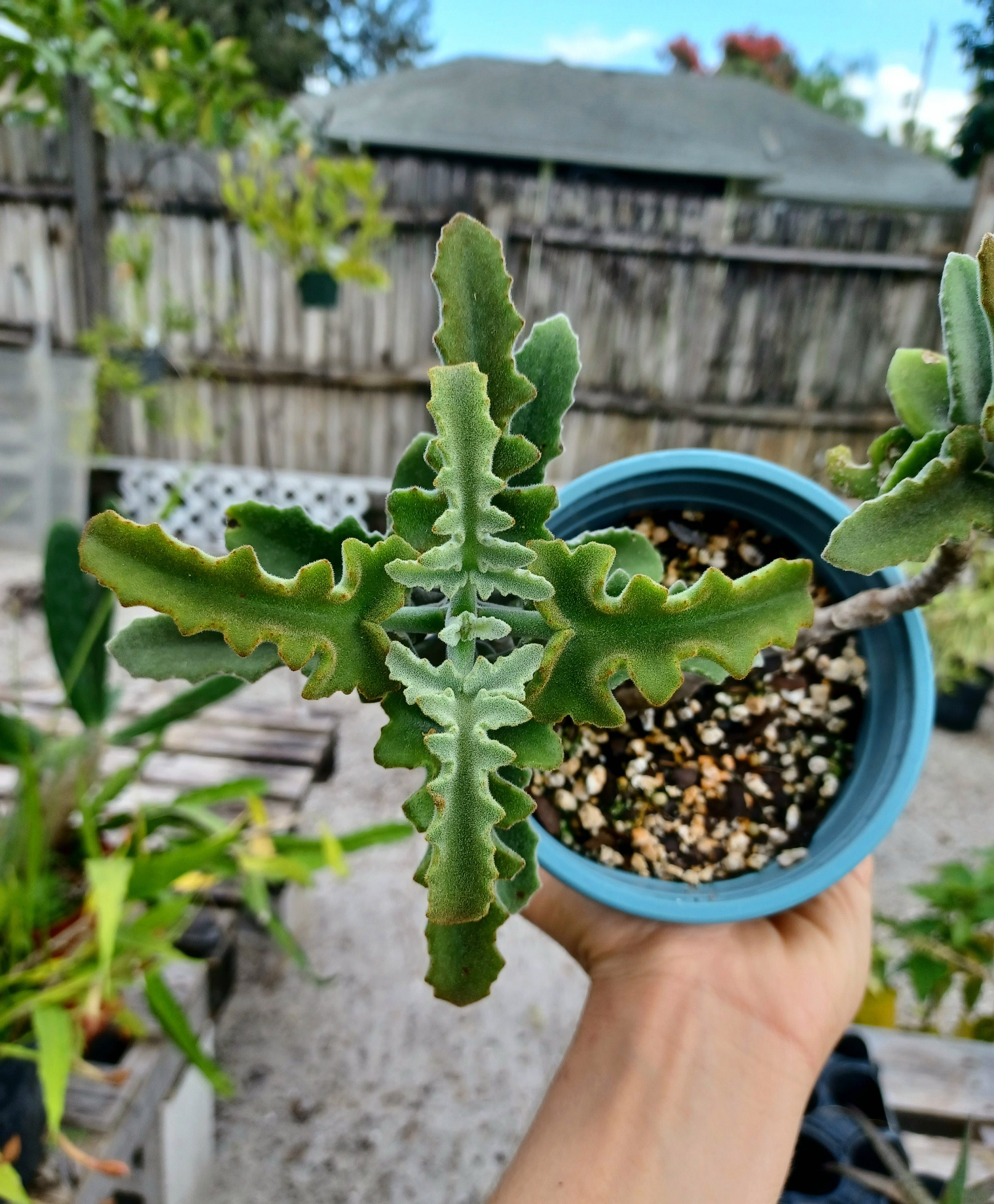 Rare Kalanchoe Beharensis Fang Tree / Felt Plant - Etsy