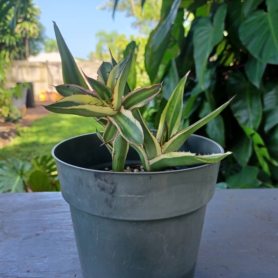 DWARF Agave Quadricolor / RARE Quadricolor Century Plant / Agave ...