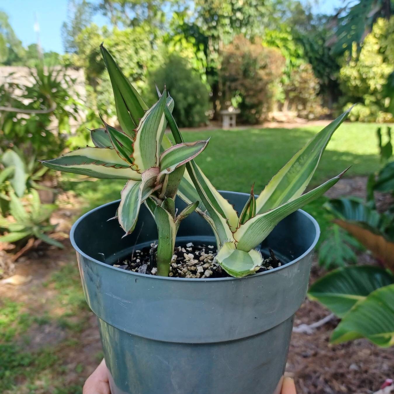 DWARF Agave Quadricolor / RARE Quadricolor Century Plant / Agave ...