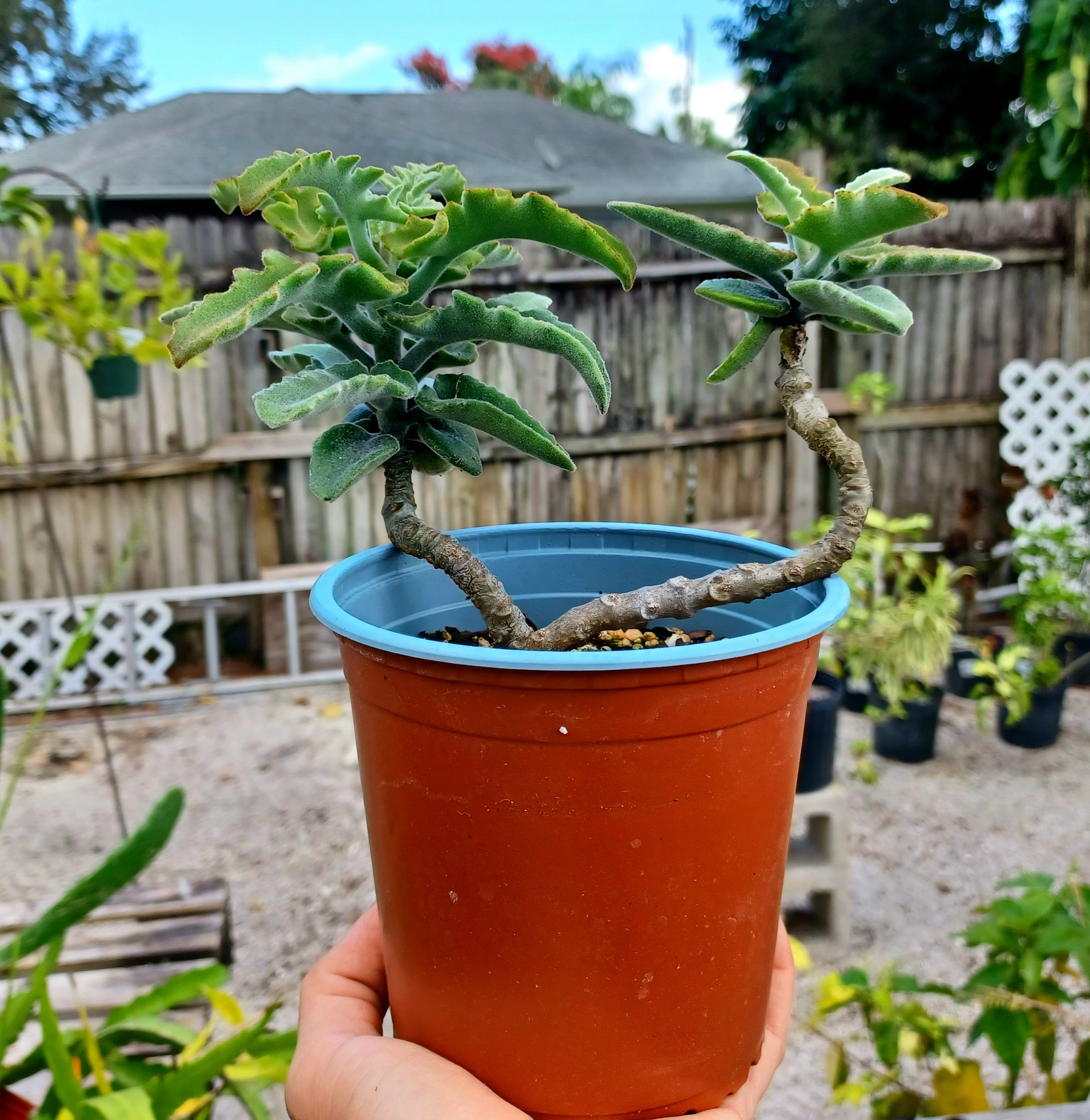 Rare Kalanchoe Beharensis Fang Tree / Felt Plant - Etsy