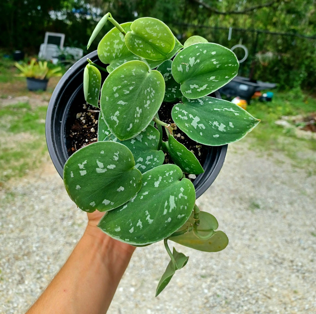 Silver Satin Pothos / Scindapsus Pictus - Etsy