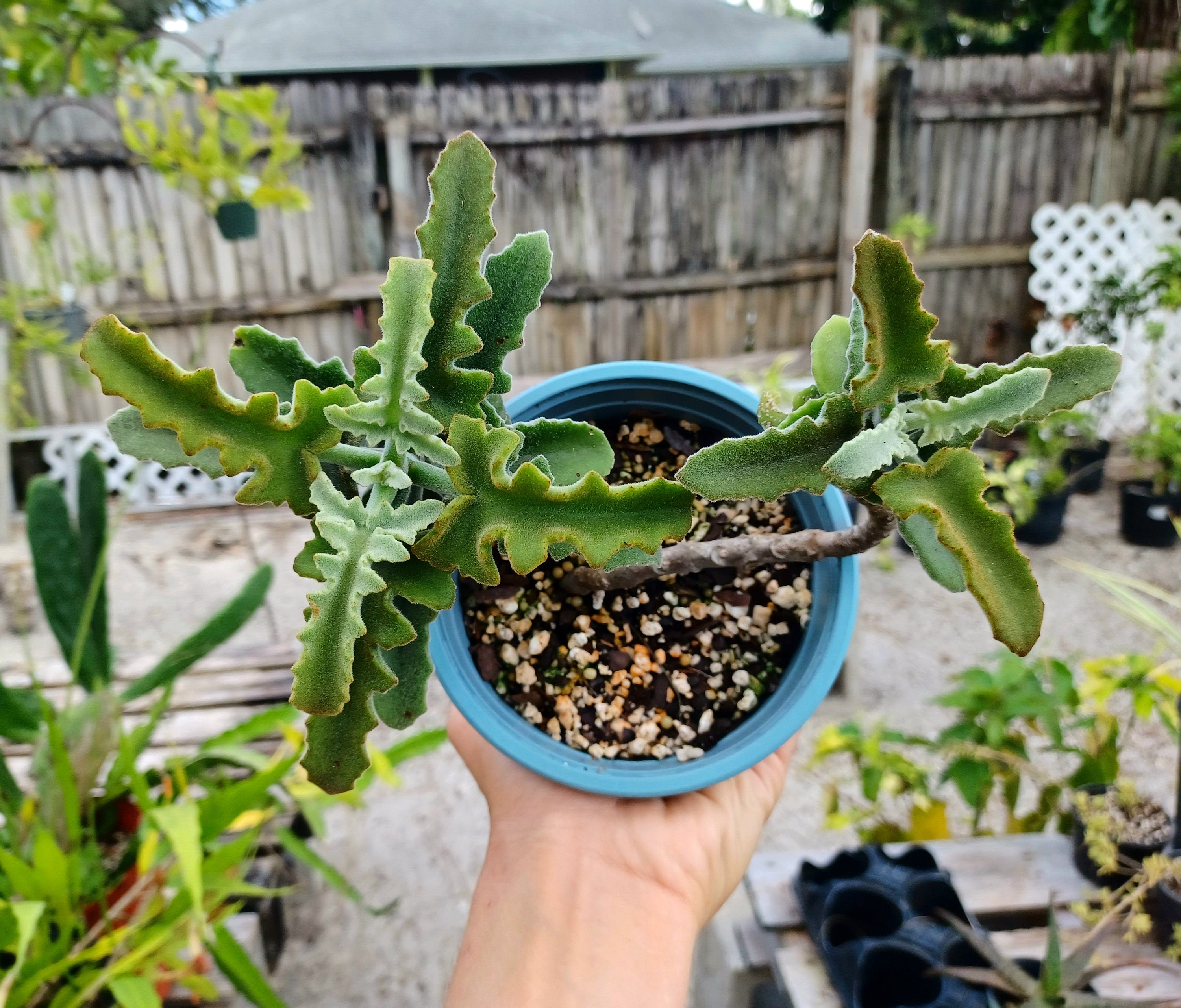 Rare Kalanchoe Beharensis Fang Tree / Felt Plant - Etsy