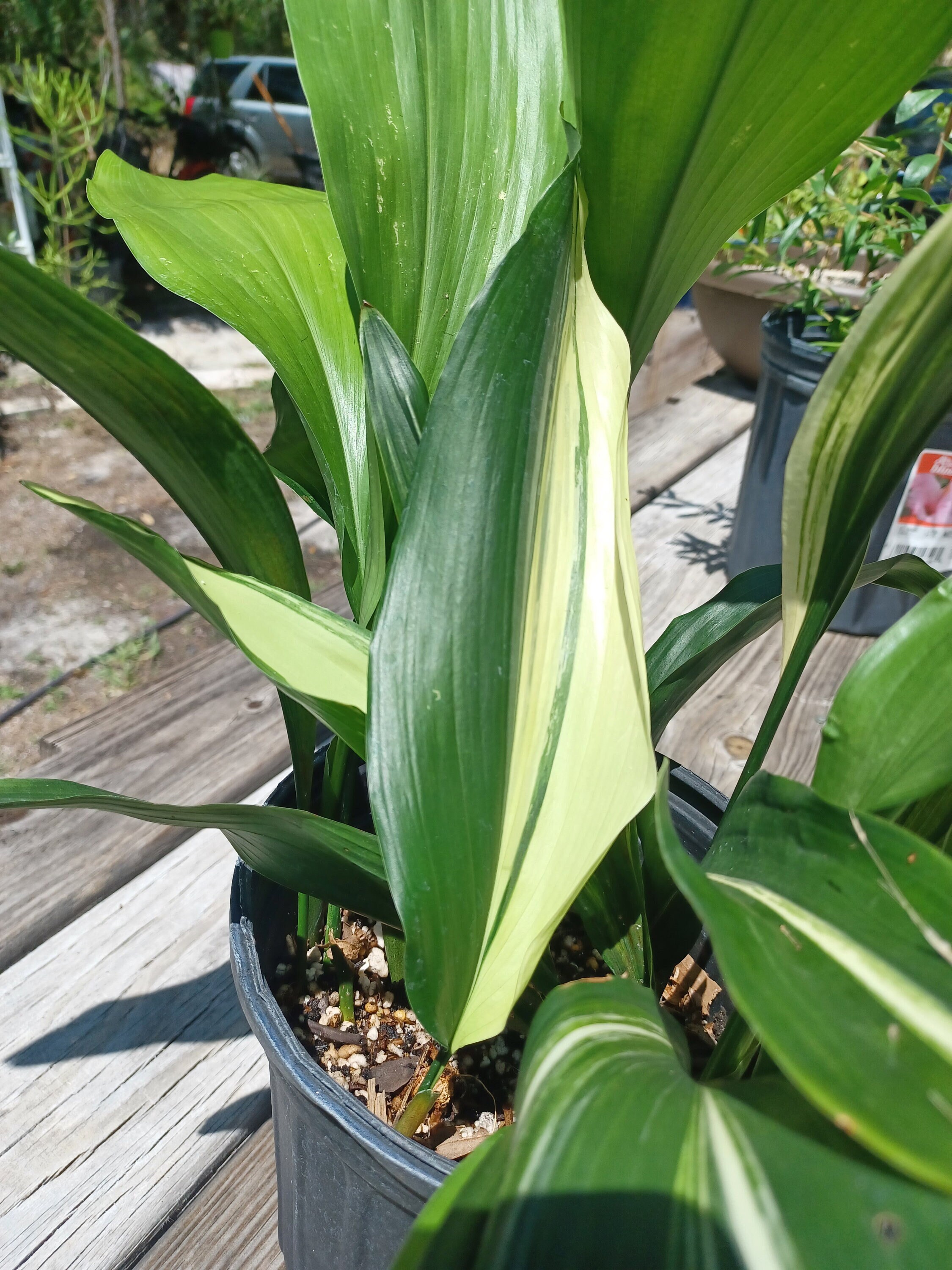 Variegated Cast Iron Plant