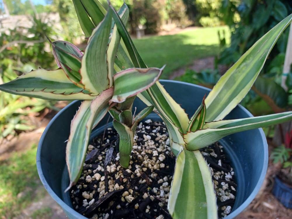 DWARF Agave Quadricolor / RARE Quadricolor Century Plant / Agave ...