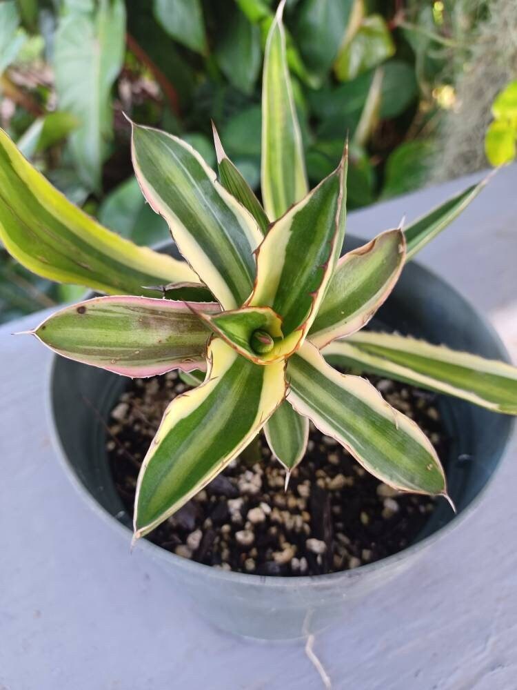 DWARF Agave Quadricolor / RARE Quadricolor Century Plant / Agave ...