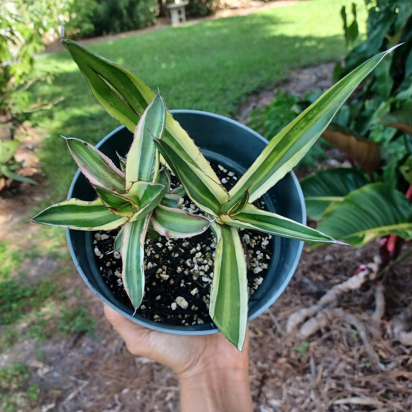 DWARF Agave Quadricolor / RARE Quadricolor Century Plant / Agave ...