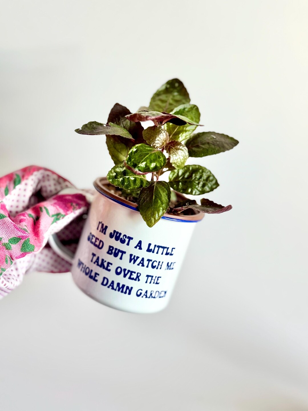 Persian Shield Plant in 3” Enameled Cup Planter + Custom Greeting Card ...