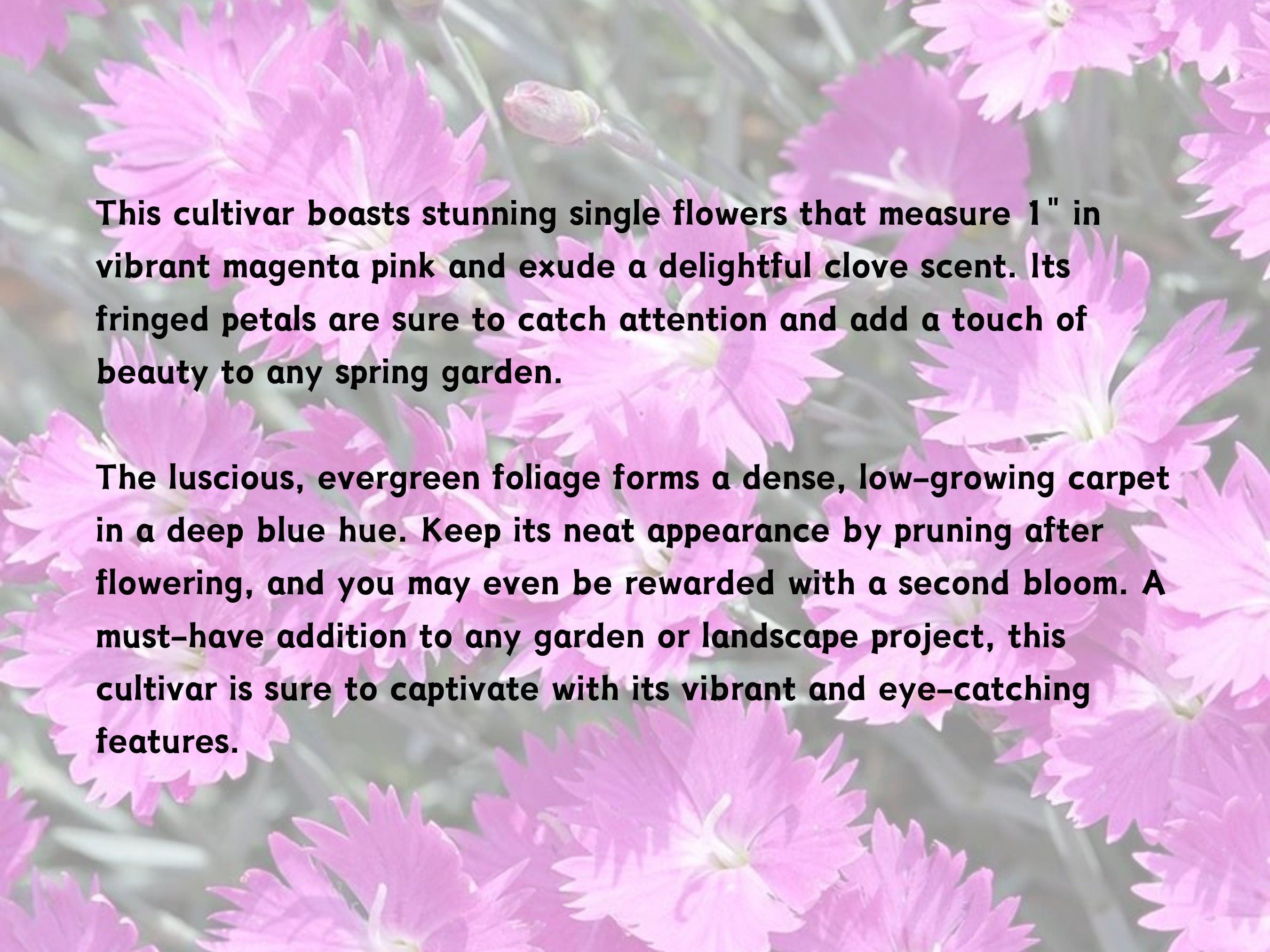 10/15/30 Live Perennial Dianthus Firewitch Pink-cheddar Bulk Landscape ...