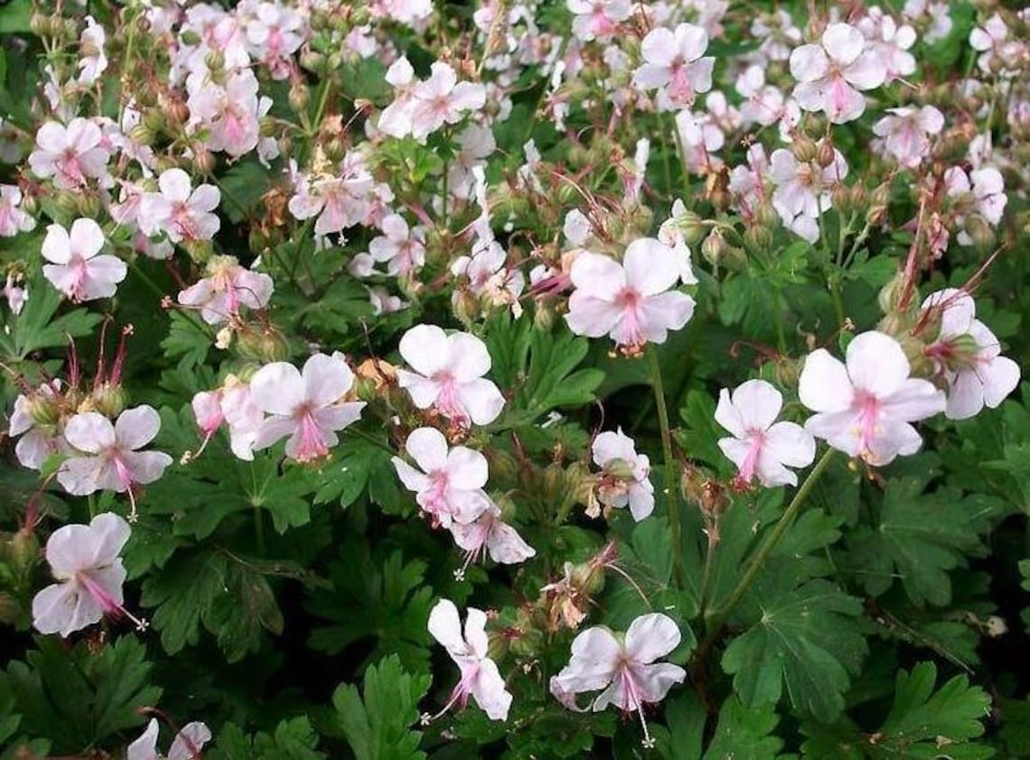 5 Live Perennial Geranium Biokovo Cranesbill Plants Flowers Herbs Deer ...