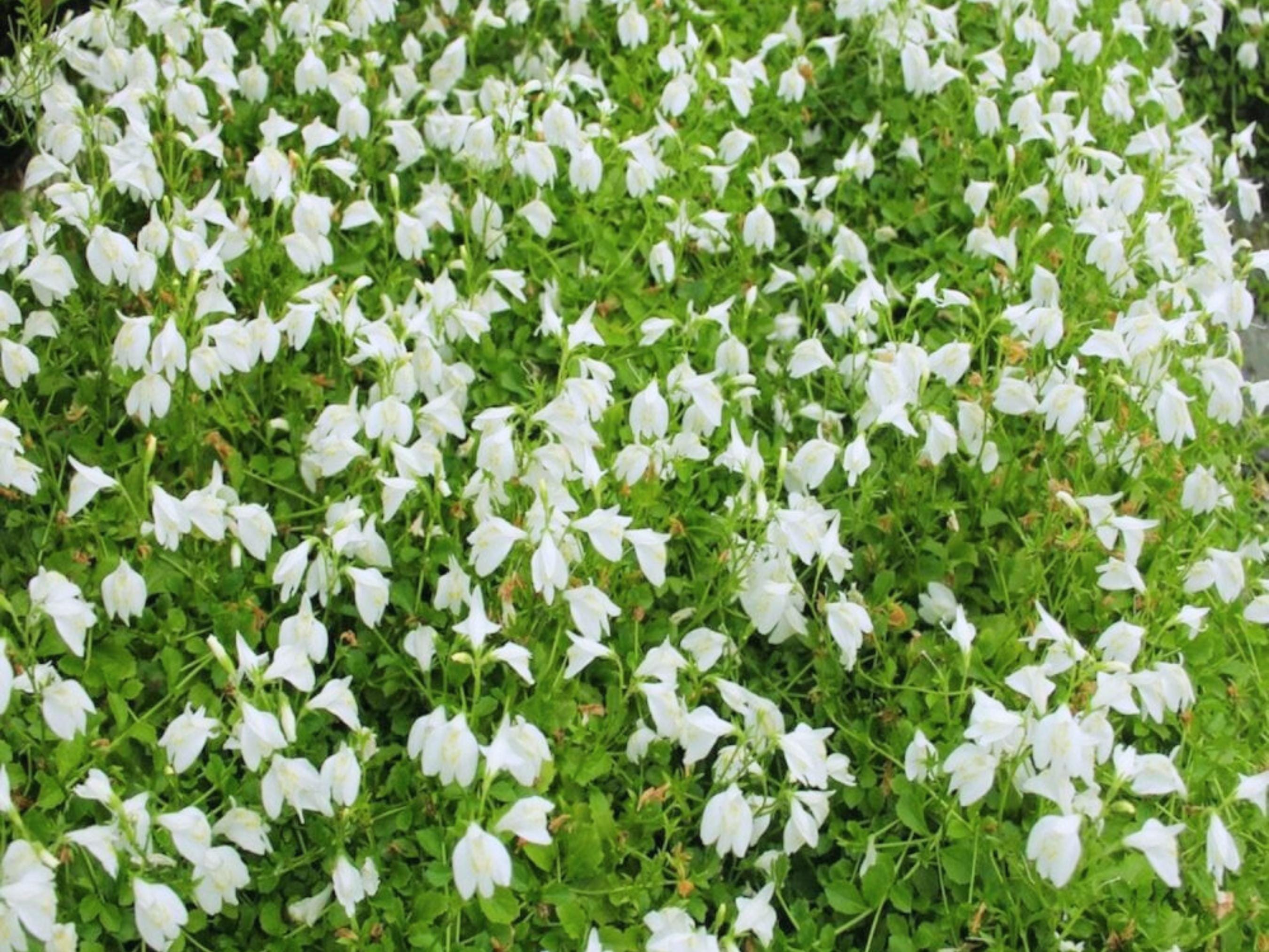 5 Live Perennial Creeping Mazus Alba Plants Groundcover Deer Rabbit ...