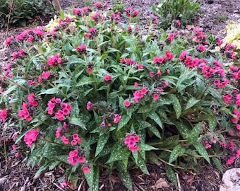 Pulmonaria - Etsy