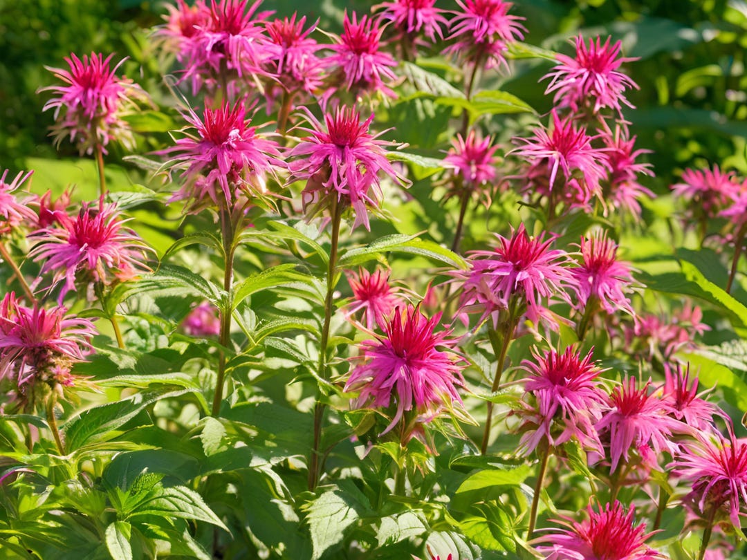 10/15/30 Live Perennial Monarda Petite Delight Beebalm Bergamot Bulk ...