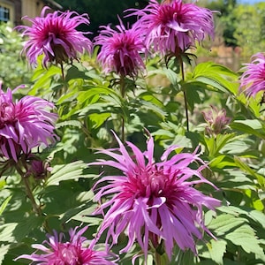 10/15/30 Wholesale Live Perennial Monarda Purple Rooster Beebalm ...