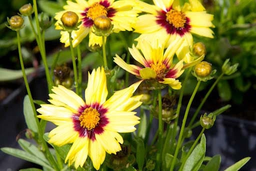 5 Perennial Coreopsis Uptick™ Cream & Red Tickseed Plants Flowers Herbs ...