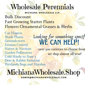 10/15/30 Wholesale Live Perennial Nepeta Walkers Low Catmint Bulk ...