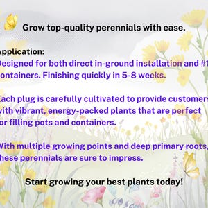 10/15/30 Wholesale Live Perennial Nepeta Walkers Low Catmint Bulk ...