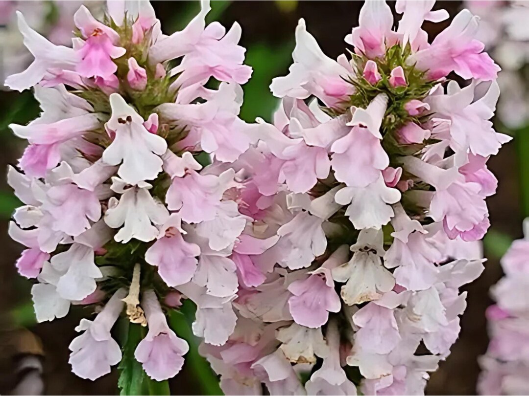 5 Live Perennial Stachys Summer Crush Betony Bulk Landscape Plants ...