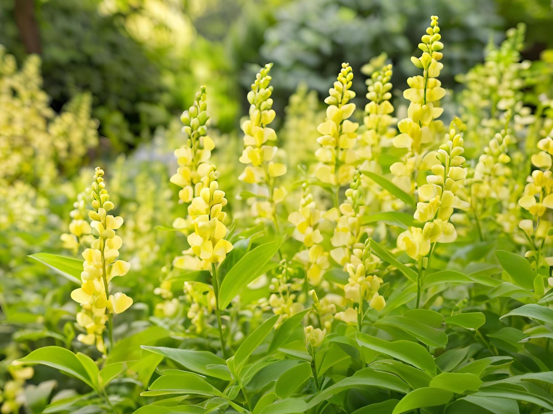 10/15/38 Baptisia Mojito Live Perennial Wholesale Plants Flowers ...