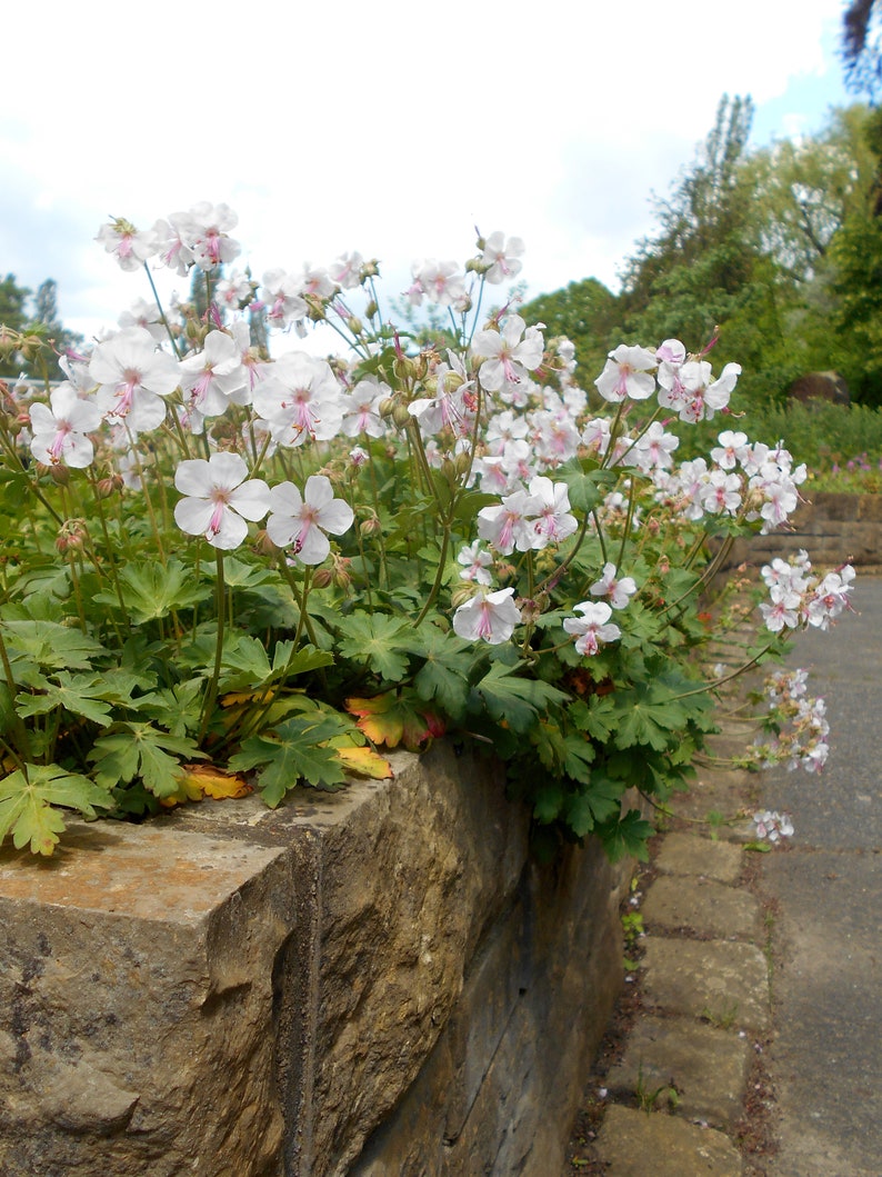 5 Live Perennial Geranium Biokovo Cranesbill Plants Flowers Herbs Deer ...