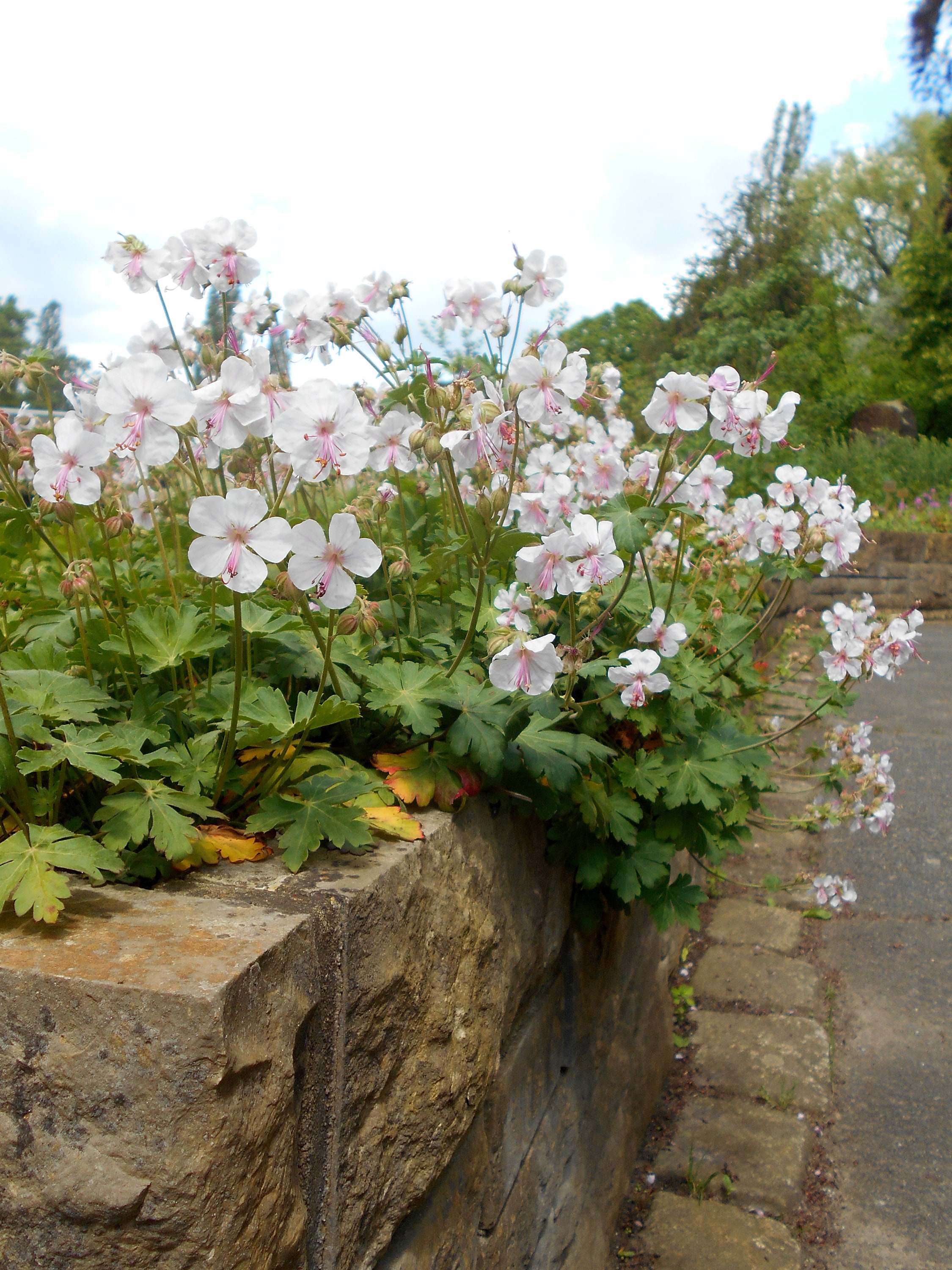 5 Live Perennial Geranium Biokovo Cranesbill Plants Flowers Herbs Deer ...