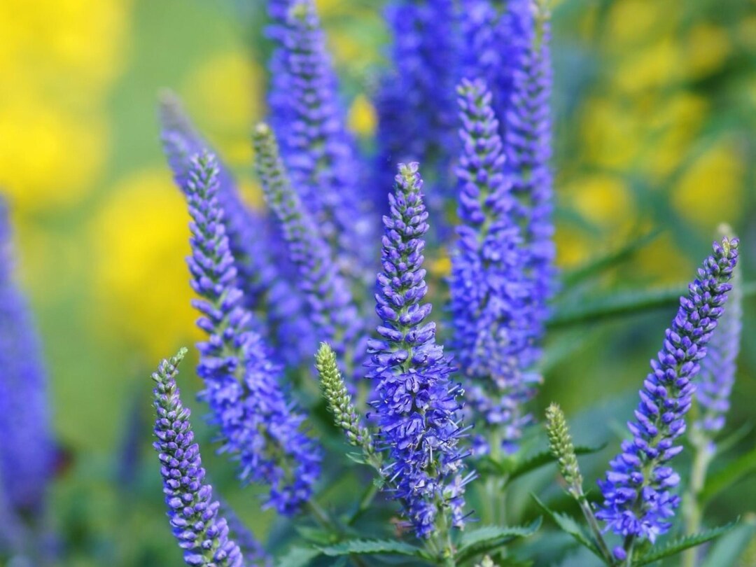 5 Live Perennial Veronica Skyward™ Blue Speedwell Plants Flowers Herbs ...