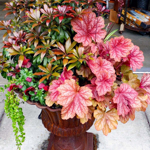 Coral Bells - Etsy