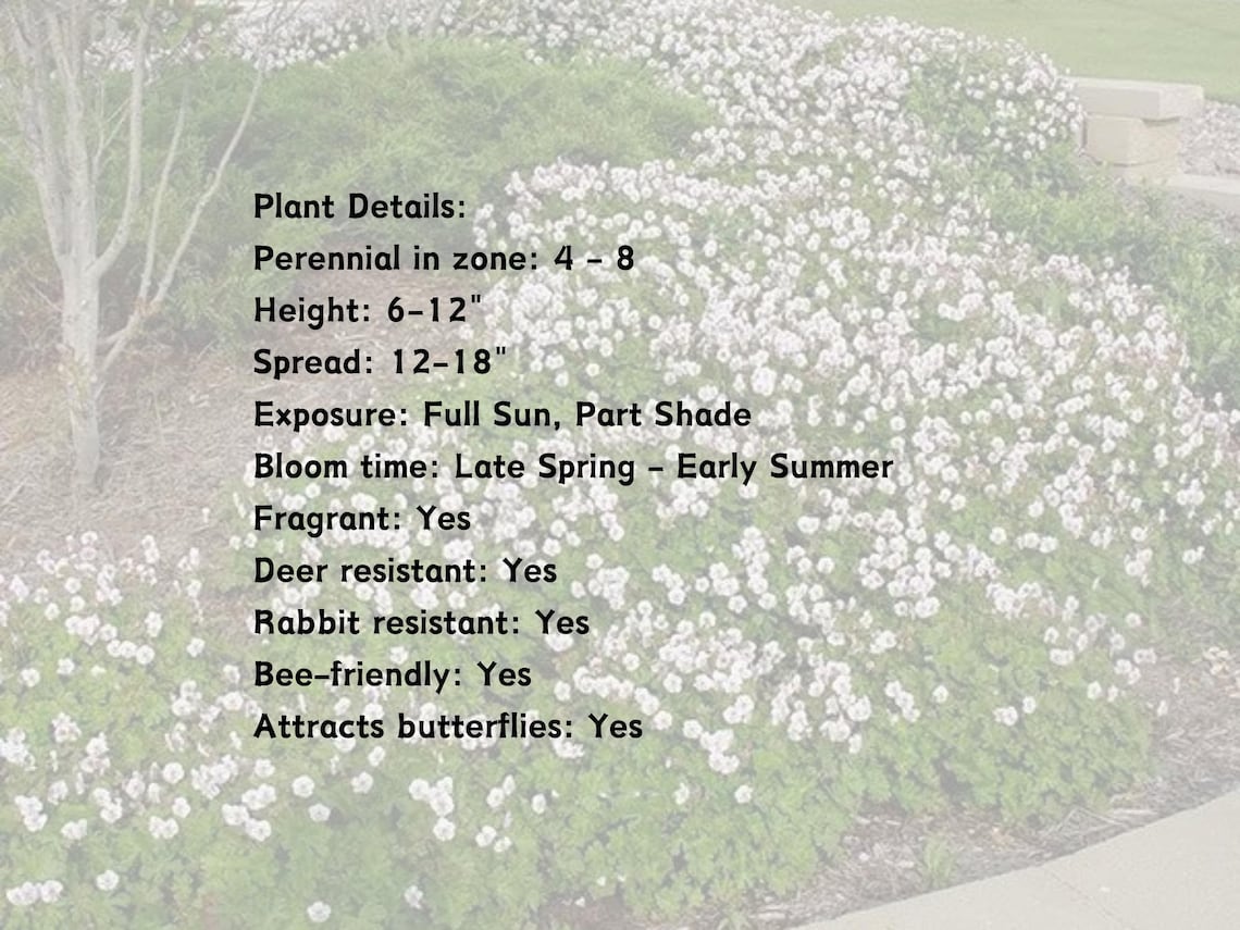 5 Live Perennial Geranium Biokovo Cranesbill Plants Flowers Herbs Deer ...