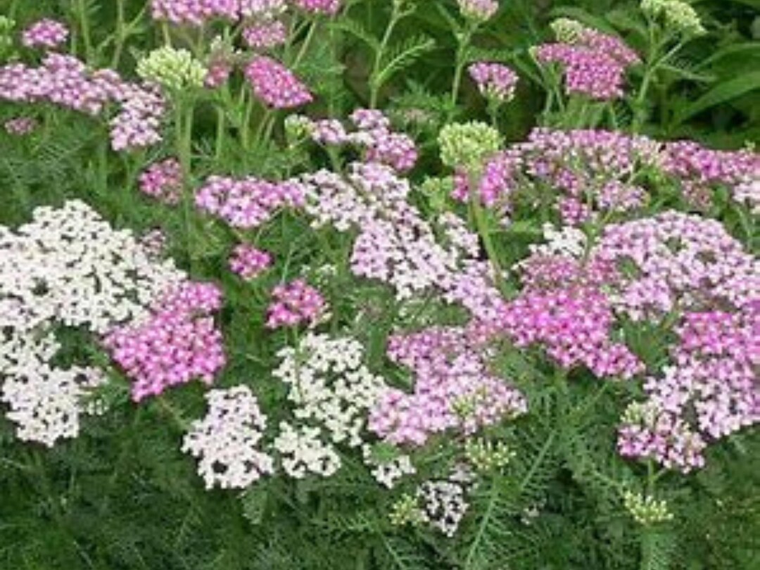10/15/30 Bulk Discount Live Perennial Achillea 'oertel's Rose' Yarrow ...
