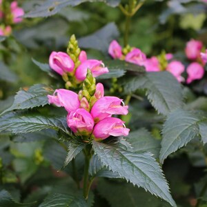 10/15/30 Wholesale Live Perennial Chelone Hot Lips Bulk Discount Plants ...