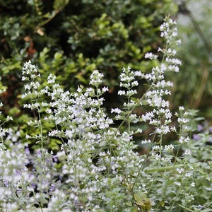 10/15/30 Perennial Calamintha Montrose White Calamint Bulk Landscape ...