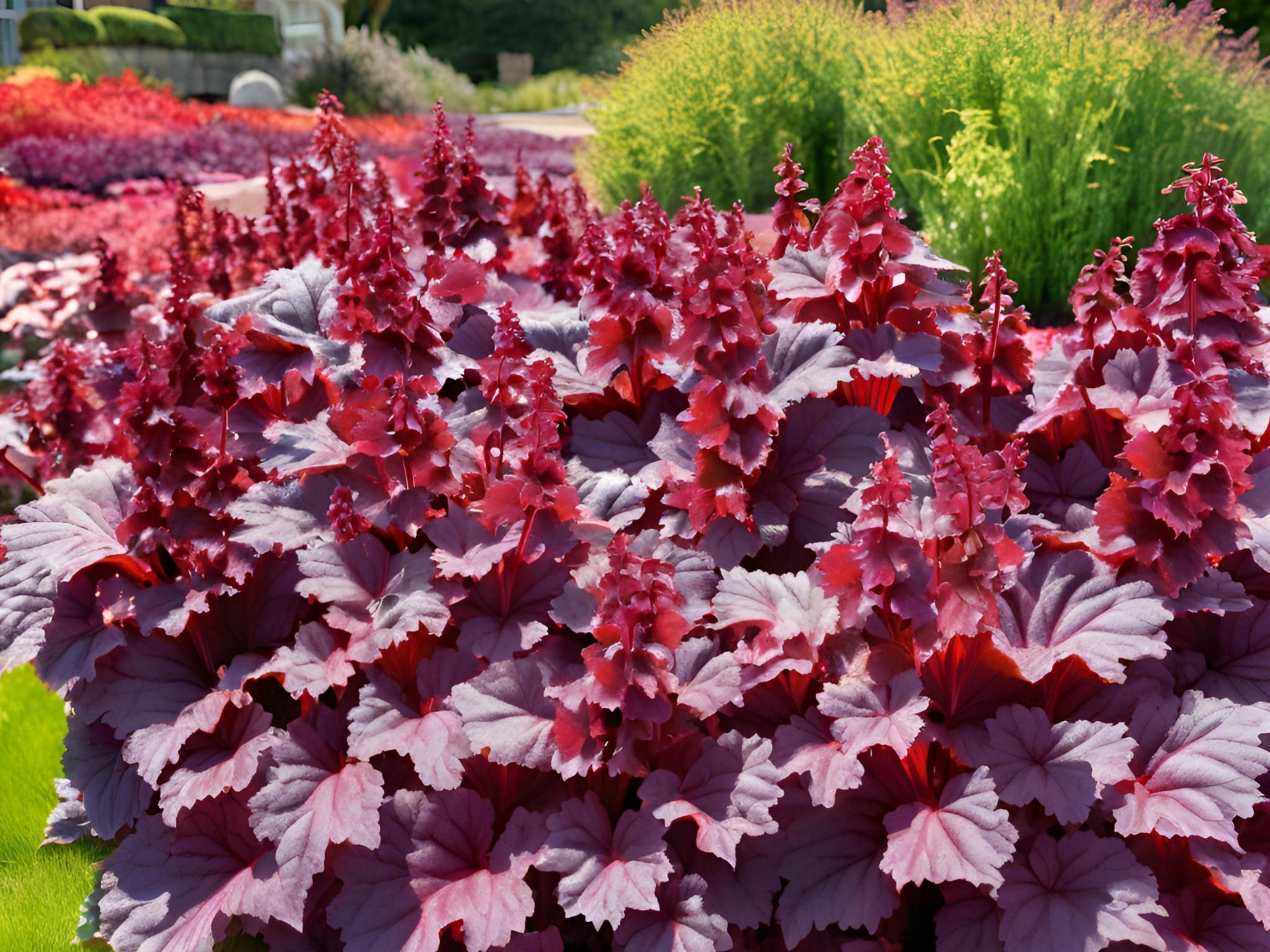 Cool Coral Bells Purple Palace Photos