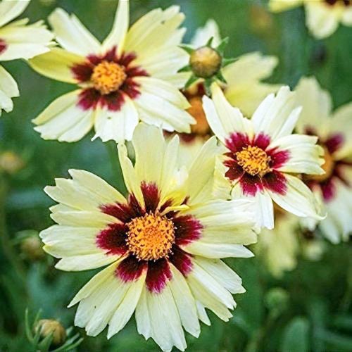 5 Perennial Coreopsis Uptick™ Cream & Red Tickseed Plants Flowers Herbs ...