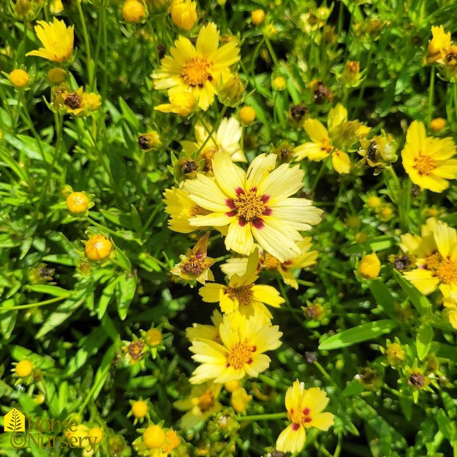 5 Perennial Coreopsis Uptick™ Cream & Red Tickseed Plants Flowers Herbs ...