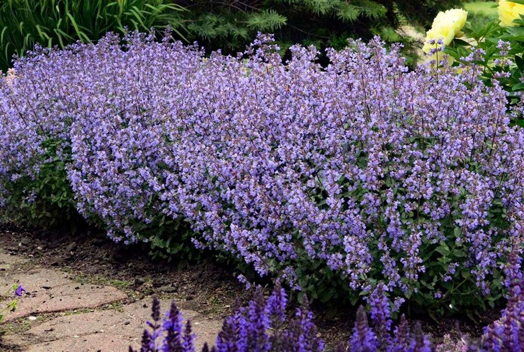 10/15/30 Wholesale Live Perennial Nepeta Early Bird Catmint Bulk Plants ...