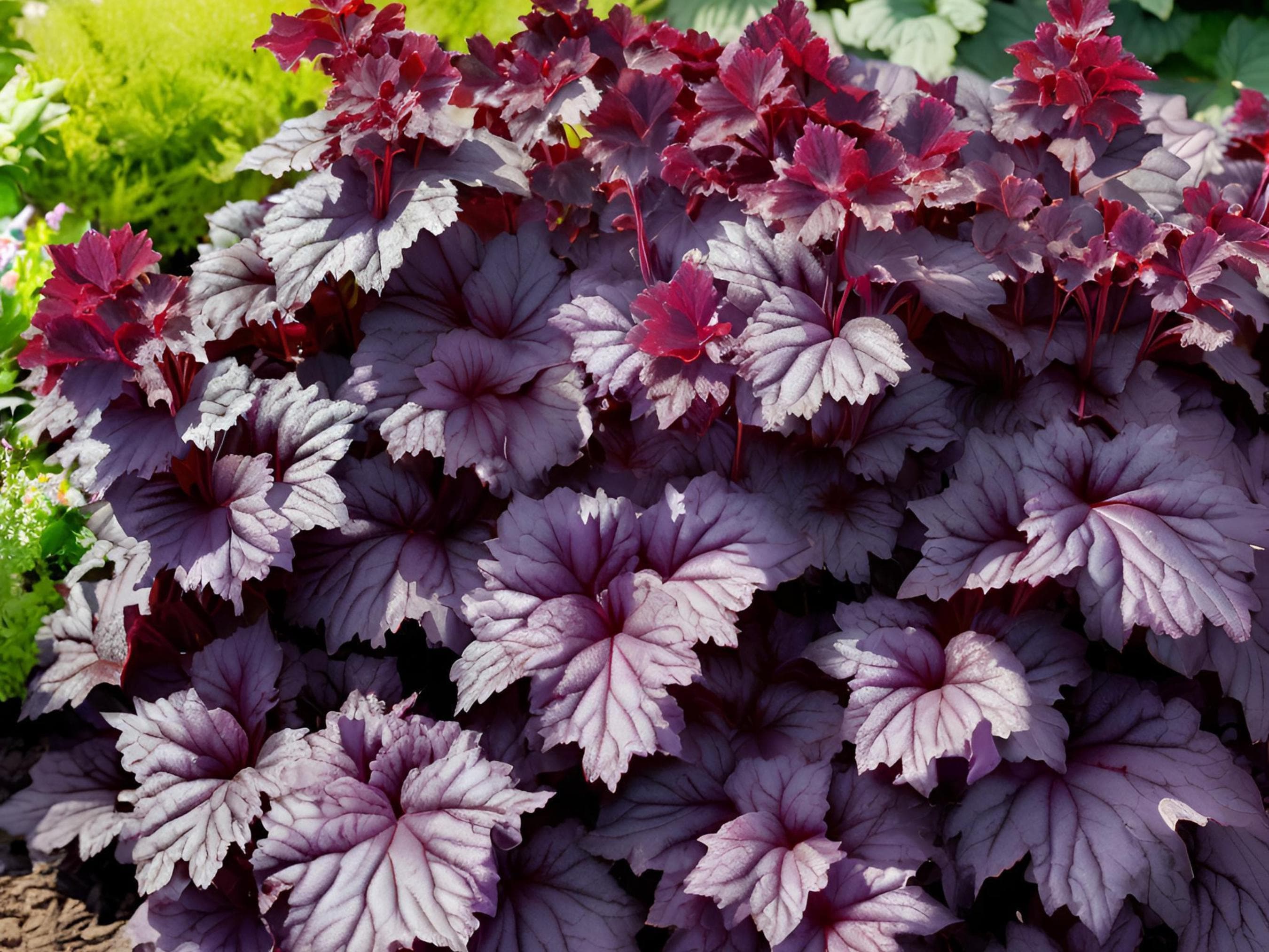 Cool Coral Bells Purple Palace Photos