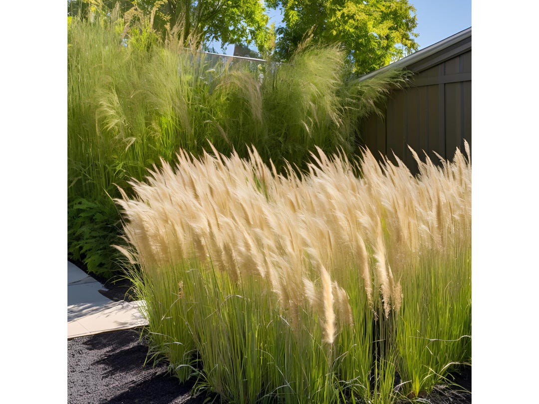 5 Live Perennial Feather Reed Ornamental Grass Calamagrostis Karl ...
