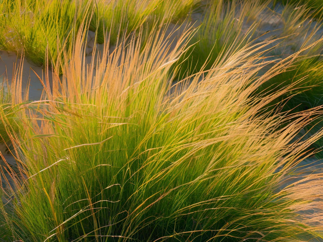 10/15/30/50 Perennial Dune Grass Ammophila American Beachgrass ...
