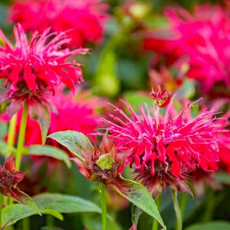 5 Live Perennial Monarda Raspberry Wine Beebalm Bee Balm Bergamot ...