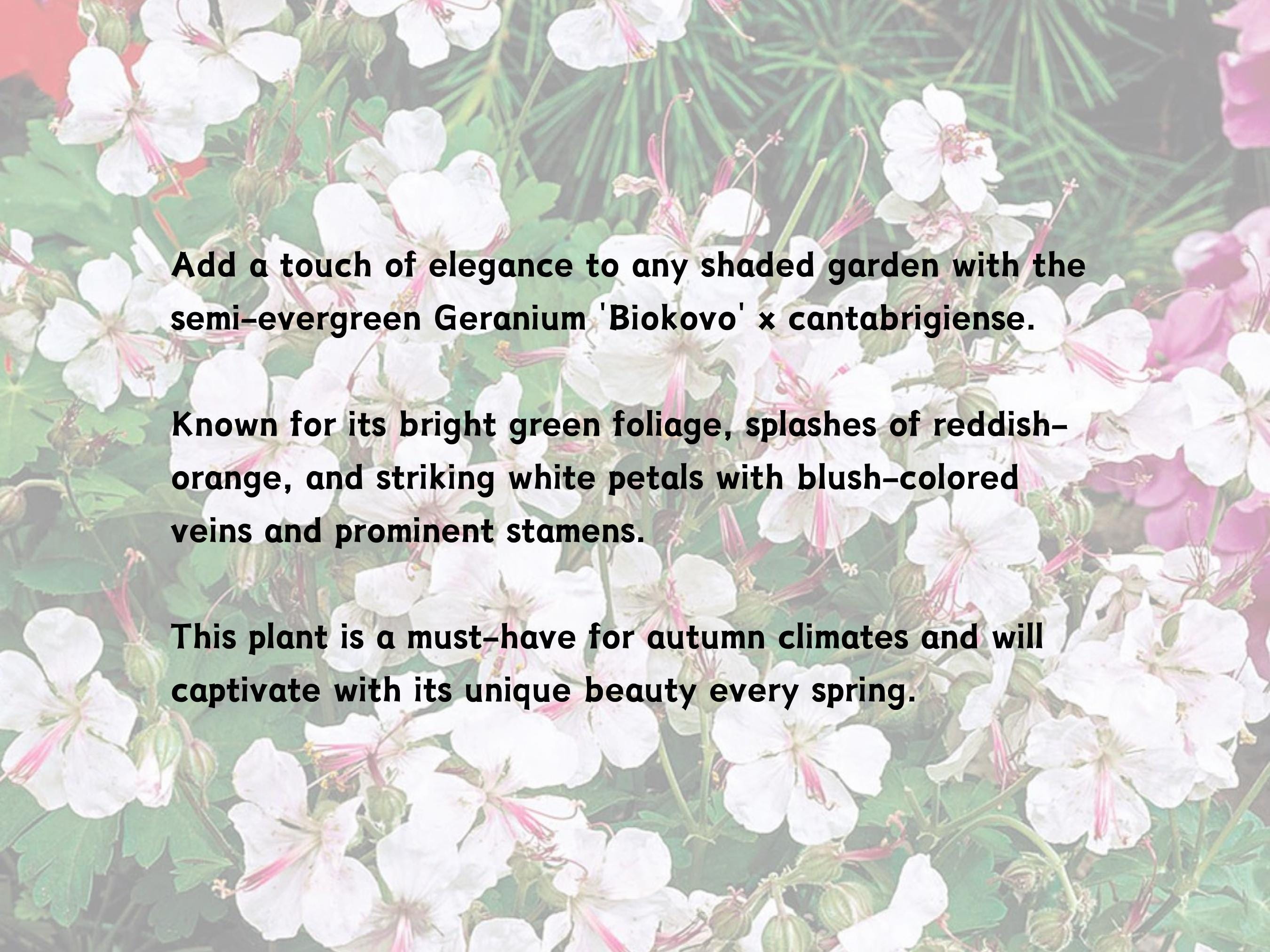 5 Live Perennial Geranium Biokovo Cranesbill Plants Flowers Herbs Deer ...