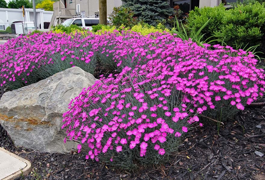 10/15/30 Live Perennial Dianthus Firewitch Pink-cheddar Bulk Plants ...