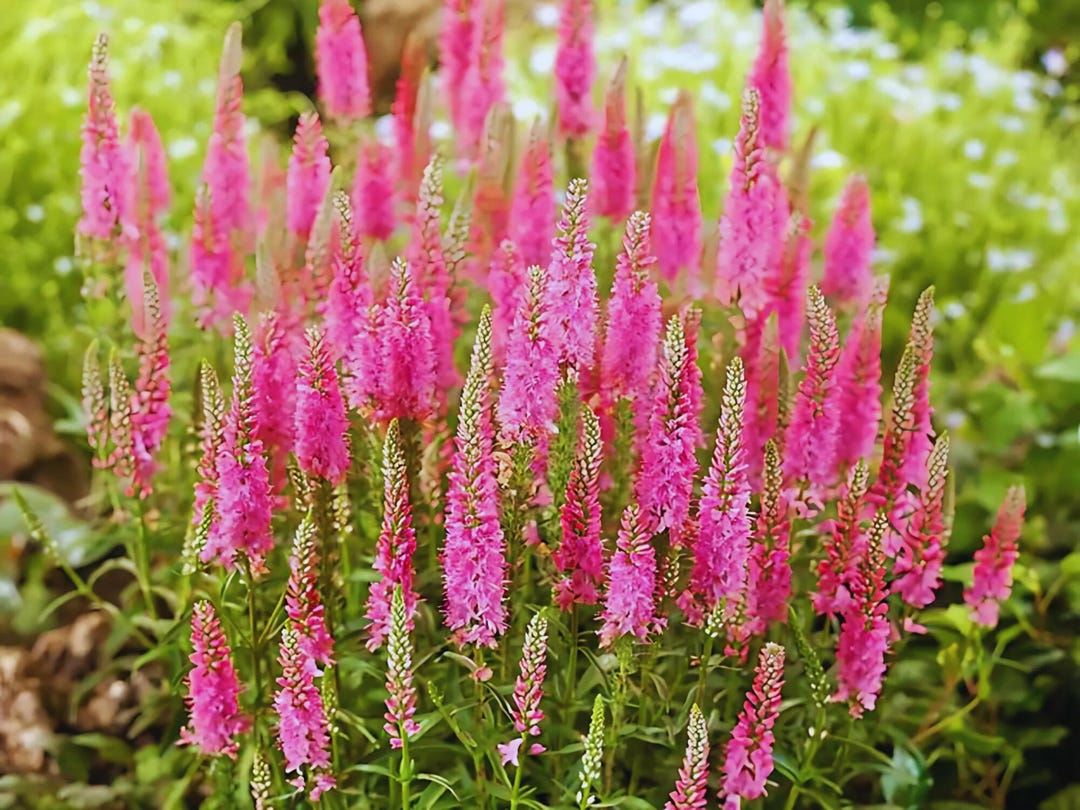 5 Live Perennial Veronica Skyward Pink Speedwell Plants Flowers Deer Resistant Perennial - Etsy
